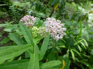 Pink Native Flowers Common to Central Florida - Sharons Florida