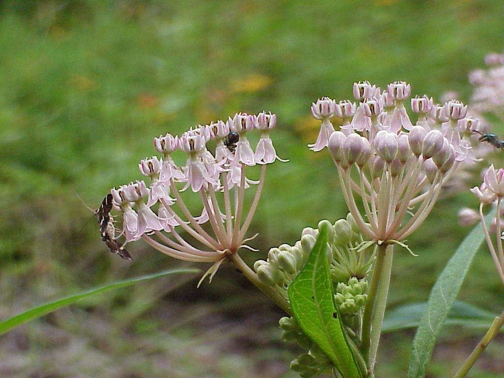 Swamp Milkweed - Sharons Florida