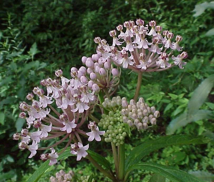 Swamp Milkweed - Sharons Florida