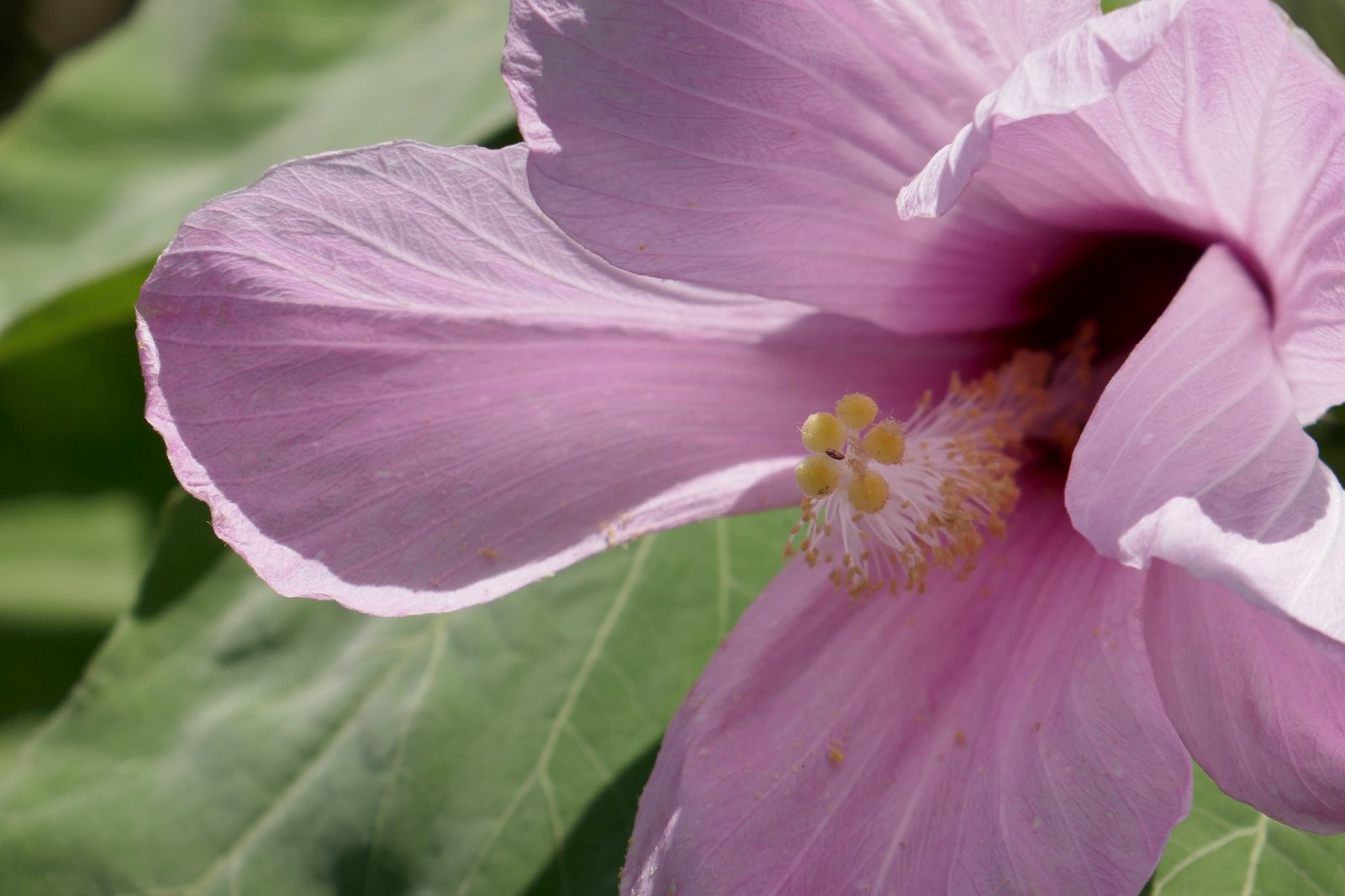 Swamp Hibiscus - Sharons Florida