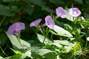 Pink Native Flowers Common to Central Florida - Sharons Florida