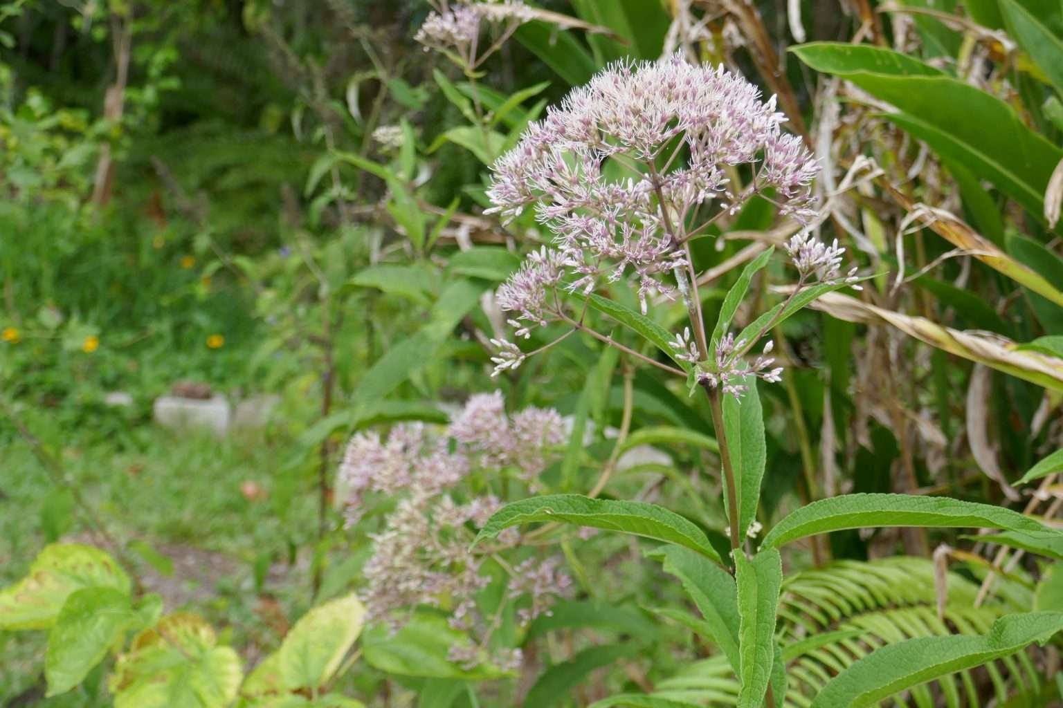 Pink Native Flowers Common to Central Florida - Sharons Florida
