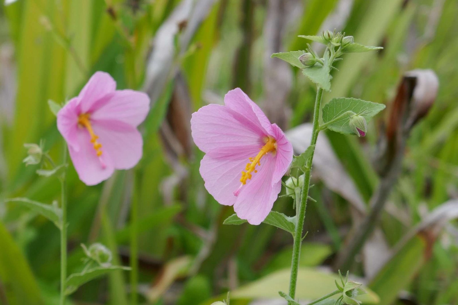 Pink Native Flowers Common to Central Florida - Sharons Florida