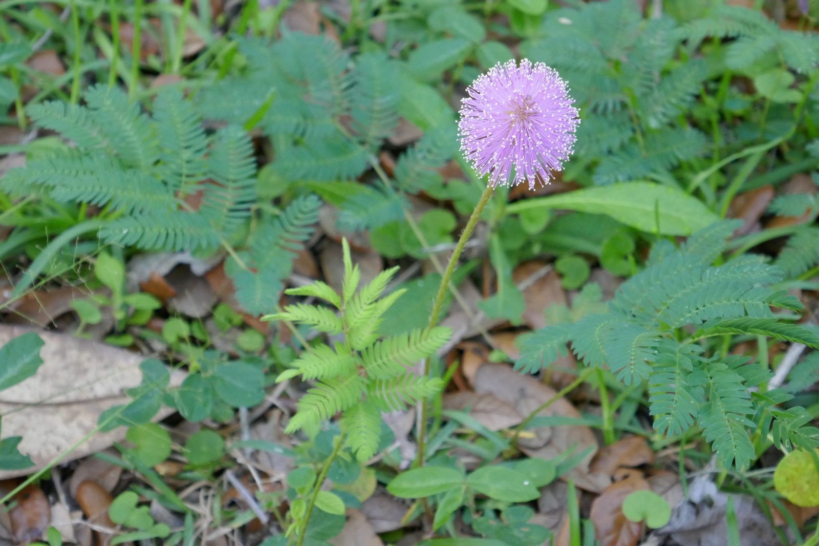 Pink Native Flowers Common to Central Florida - Sharons Florida