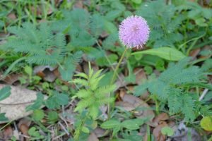 Pink Native Flowers Common to Central Florida - Sharons Florida