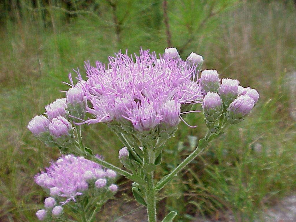Pink Native Flowers Common to Central Florida - Sharons Florida