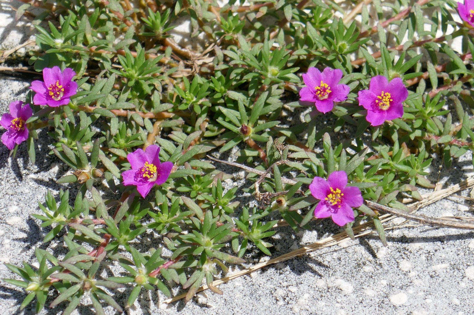 Pink Native Flowers Common to Central Florida - Sharons Florida