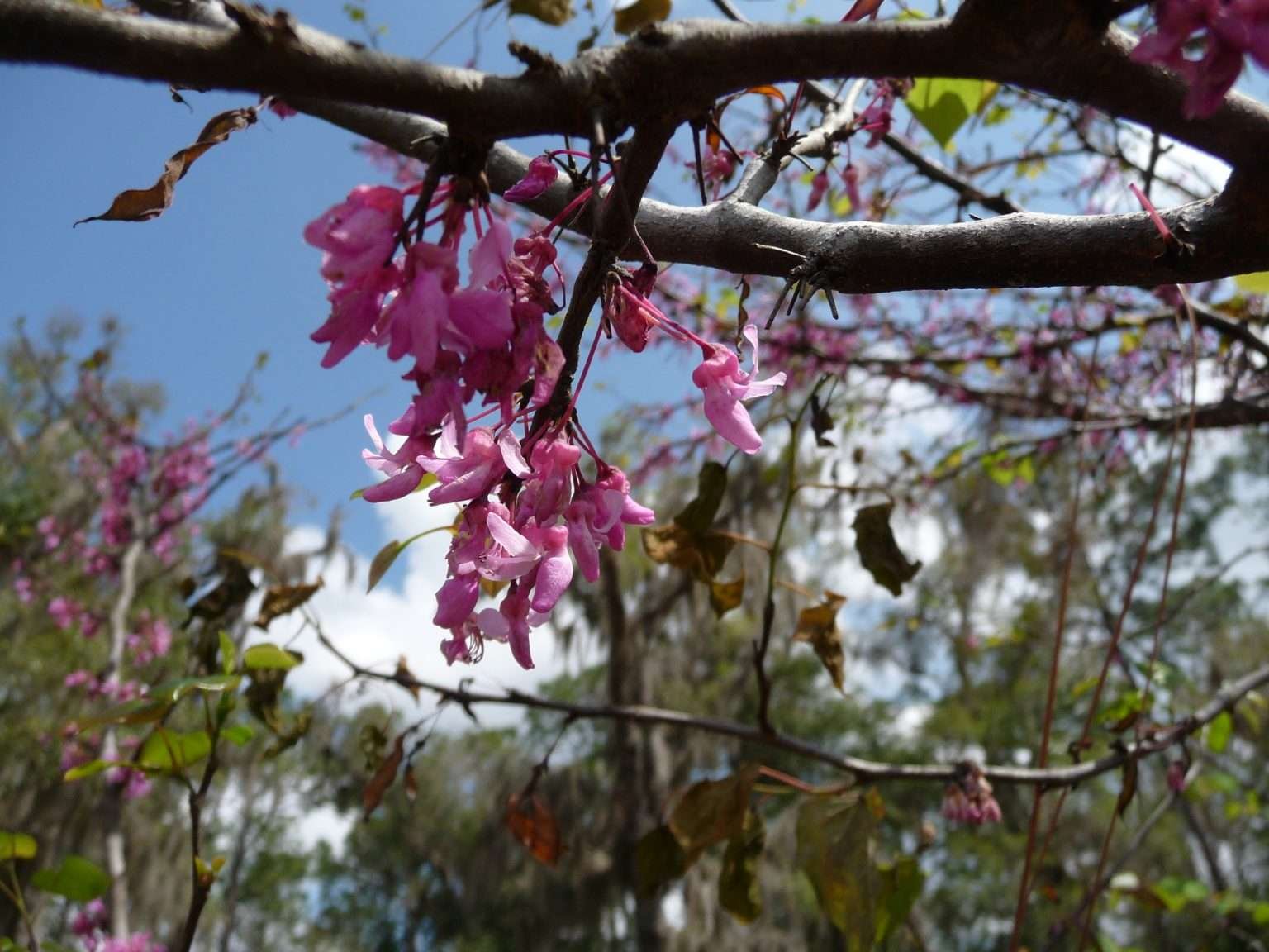 Pink Native Flowers Common to Central Florida - Sharons Florida