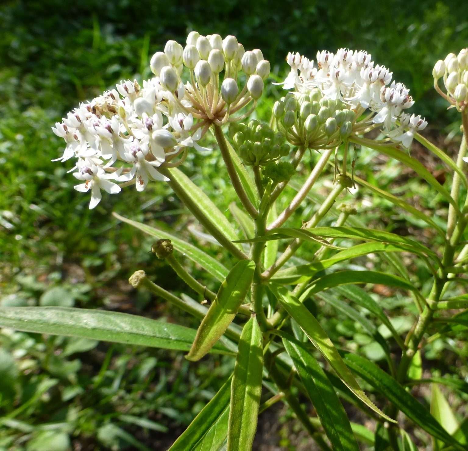 Swamp Milkweed (Asclepias perennis) - Sharons Florida