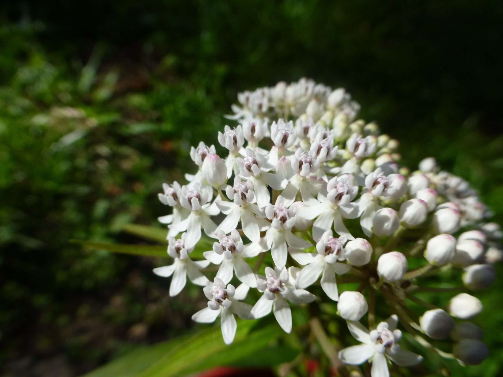 Swamp Milkweed (Asclepias perennis) - Sharons Florida
