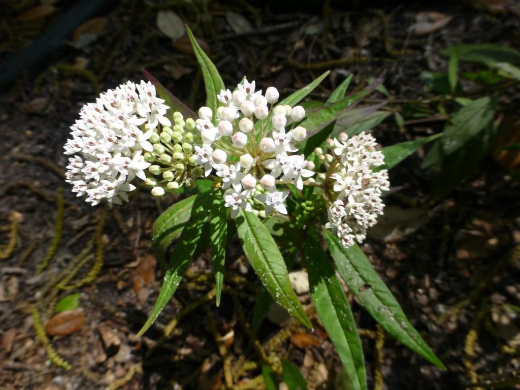 Swamp Milkweed (Asclepias perennis) - Sharons Florida