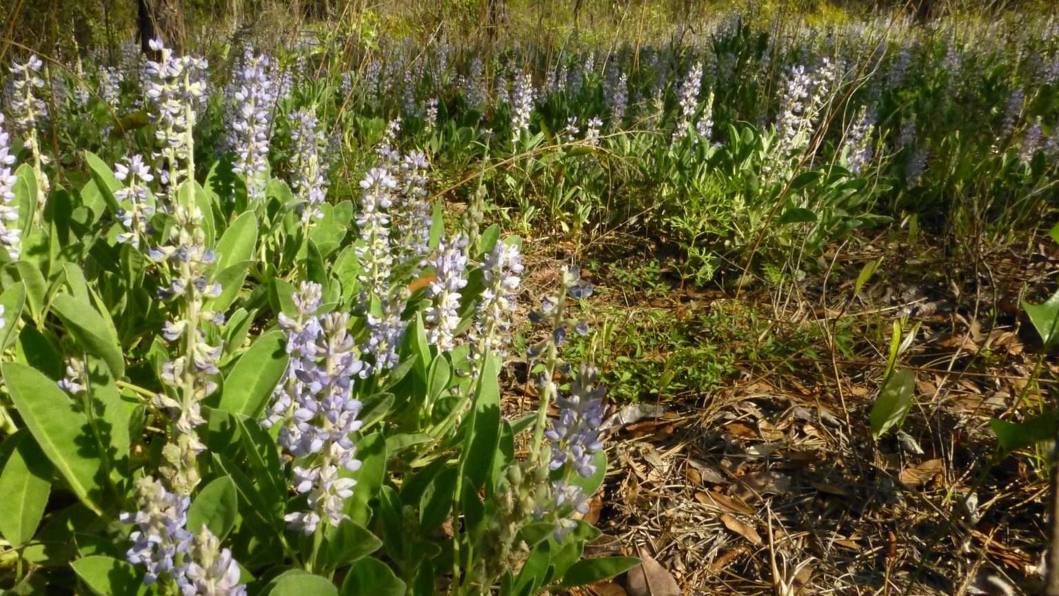 Blue Native Flowers for Central Florida - Sharons Florida