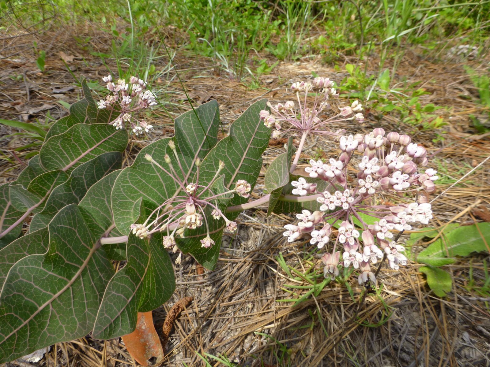 Purple Native Flowers Common to Central Florida - Sharons Florida