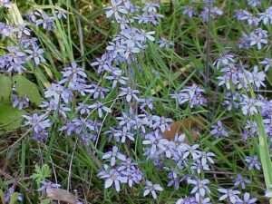 Blue Native Flowers for Central Florida - Sharons Florida