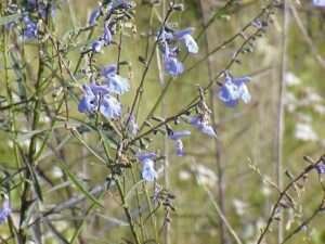 Blue Native Flowers for Central Florida - Sharons Florida