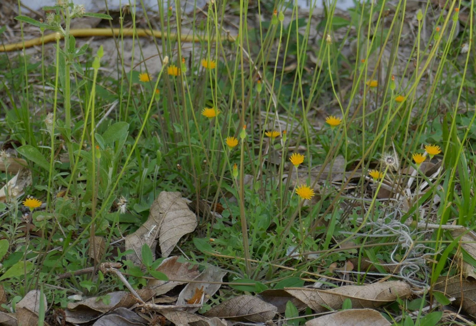 Dwarf Dandelion - Sharons Florida