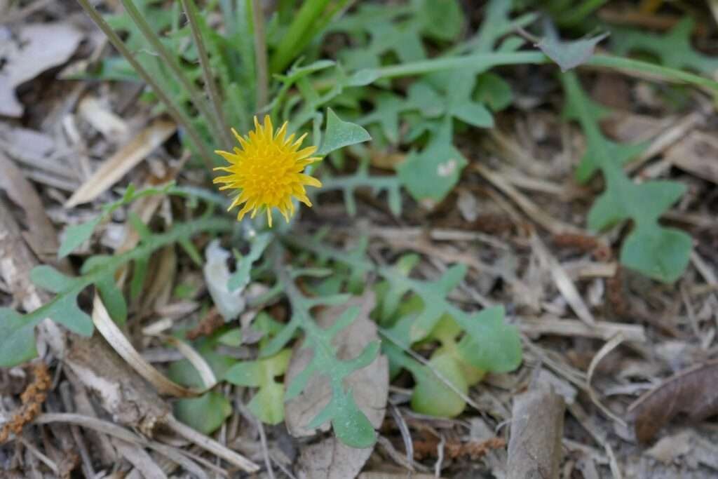 Dwarf Dandelion - Sharons Florida