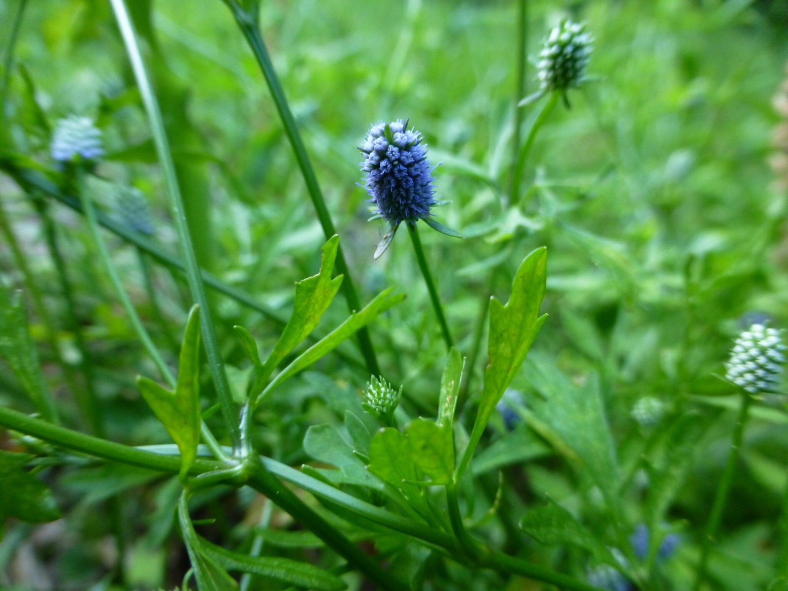 Blue Native Flowers for Central Florida - Sharons Florida