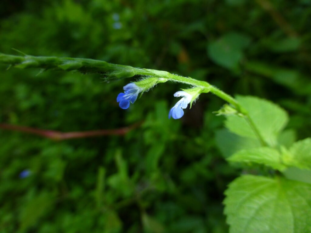 Blue Native Flowers for Central Florida - Sharons Florida