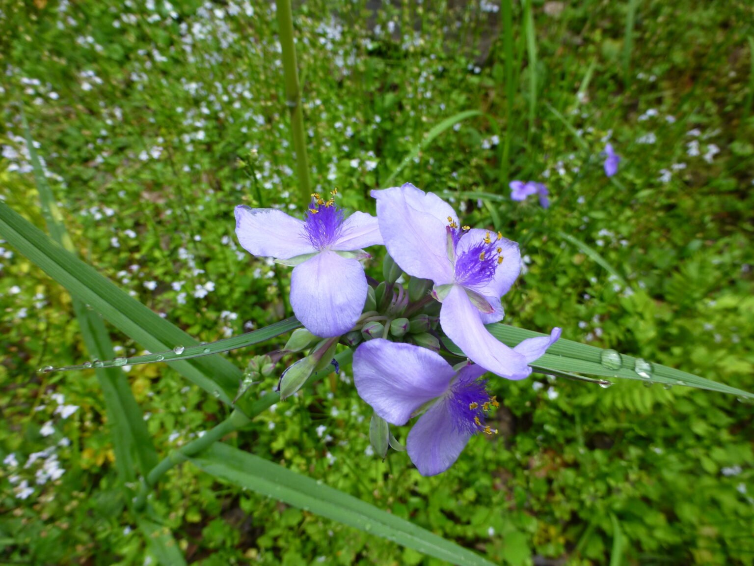 Ohio Spiderwort - Sharons Florida