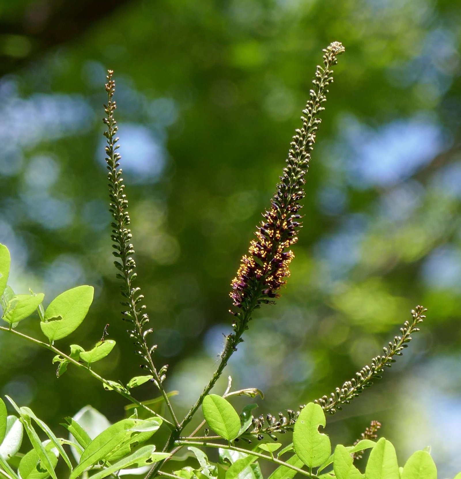Purple Native Flowers Common to Central Florida - Sharons Florida