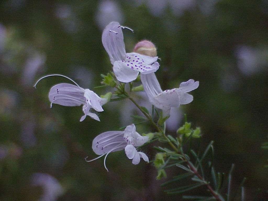 Purple Native Flowers Common to Central Florida - Sharons Florida