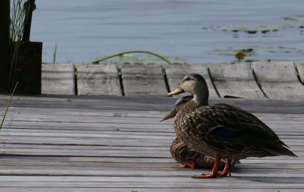 Mottled Duck - Sharons Florida