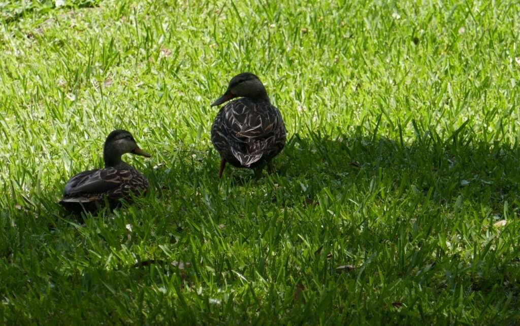 Mottled Duck - Sharons Florida