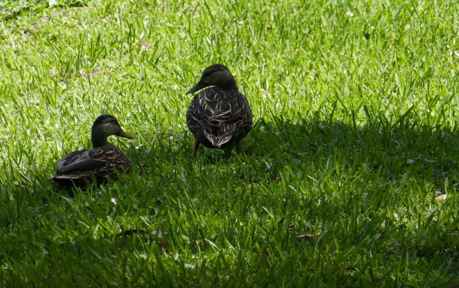 Mottled Duck - Sharons Florida