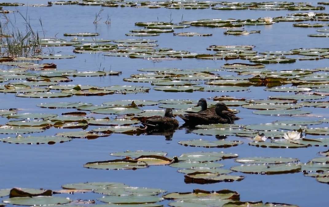 Mottled Duck - Sharons Florida