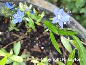 Blue Native Flowers for Central Florida - Sharons Florida