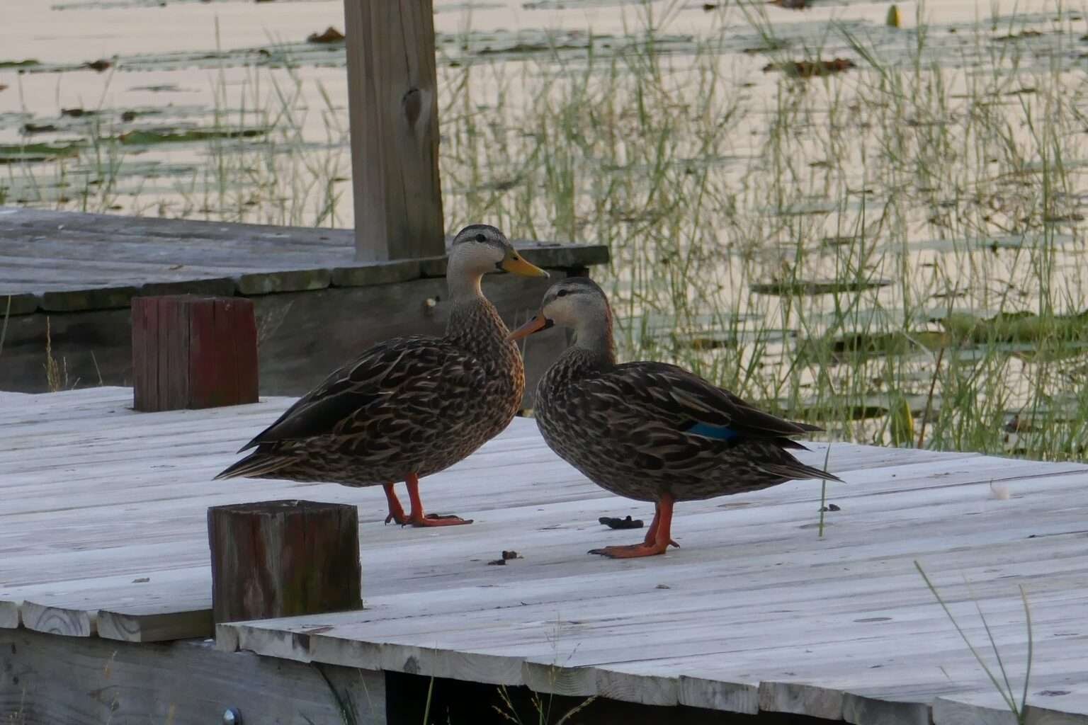 Mottled Duck - Sharons Florida