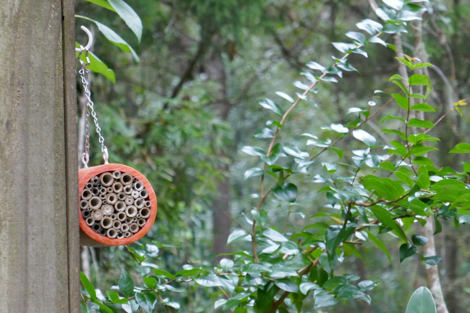 Leafcutter Bee - Sharons Florida
