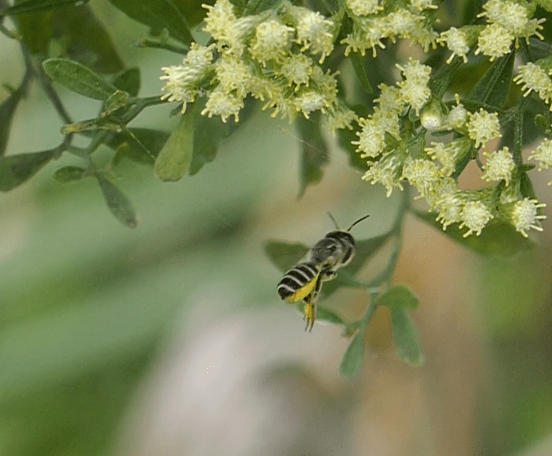 Leafcutter Bee - Sharons Florida