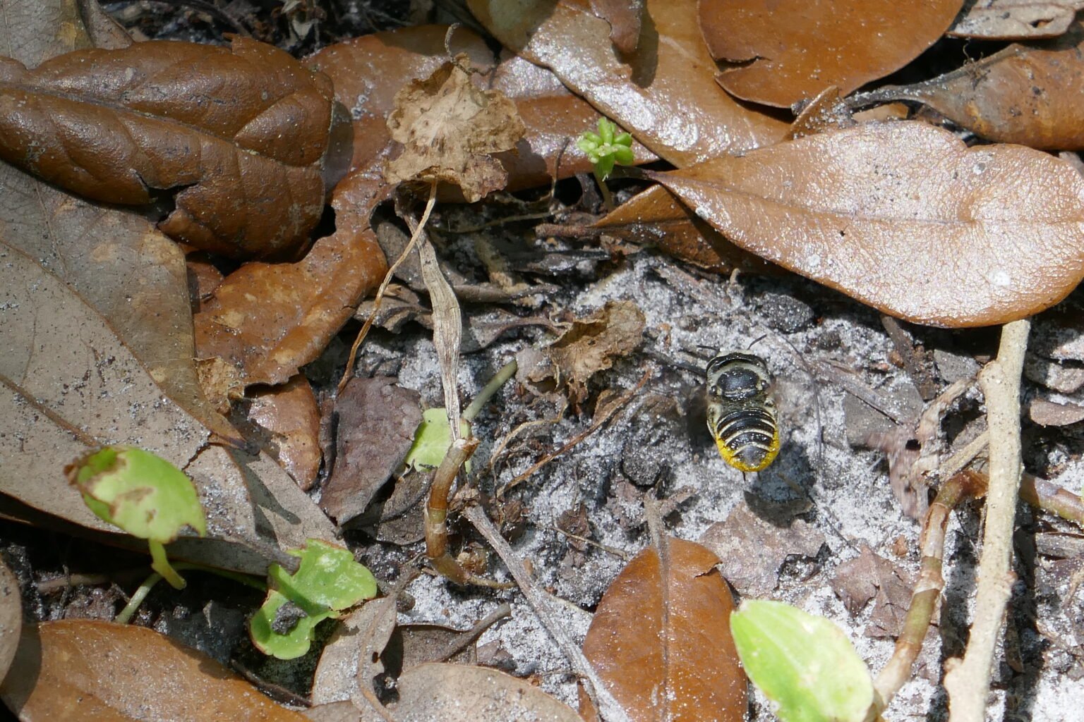Leafcutter Bee - Sharons Florida