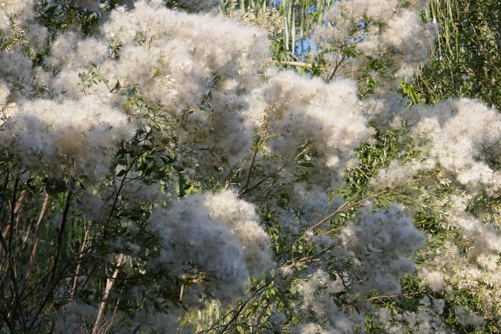 Groundsel Tree - Sharons Florida