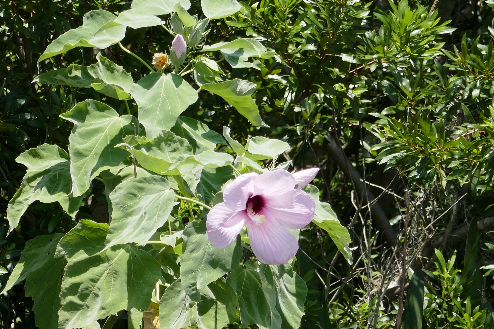 Swamp Hibiscus - Sharons Florida