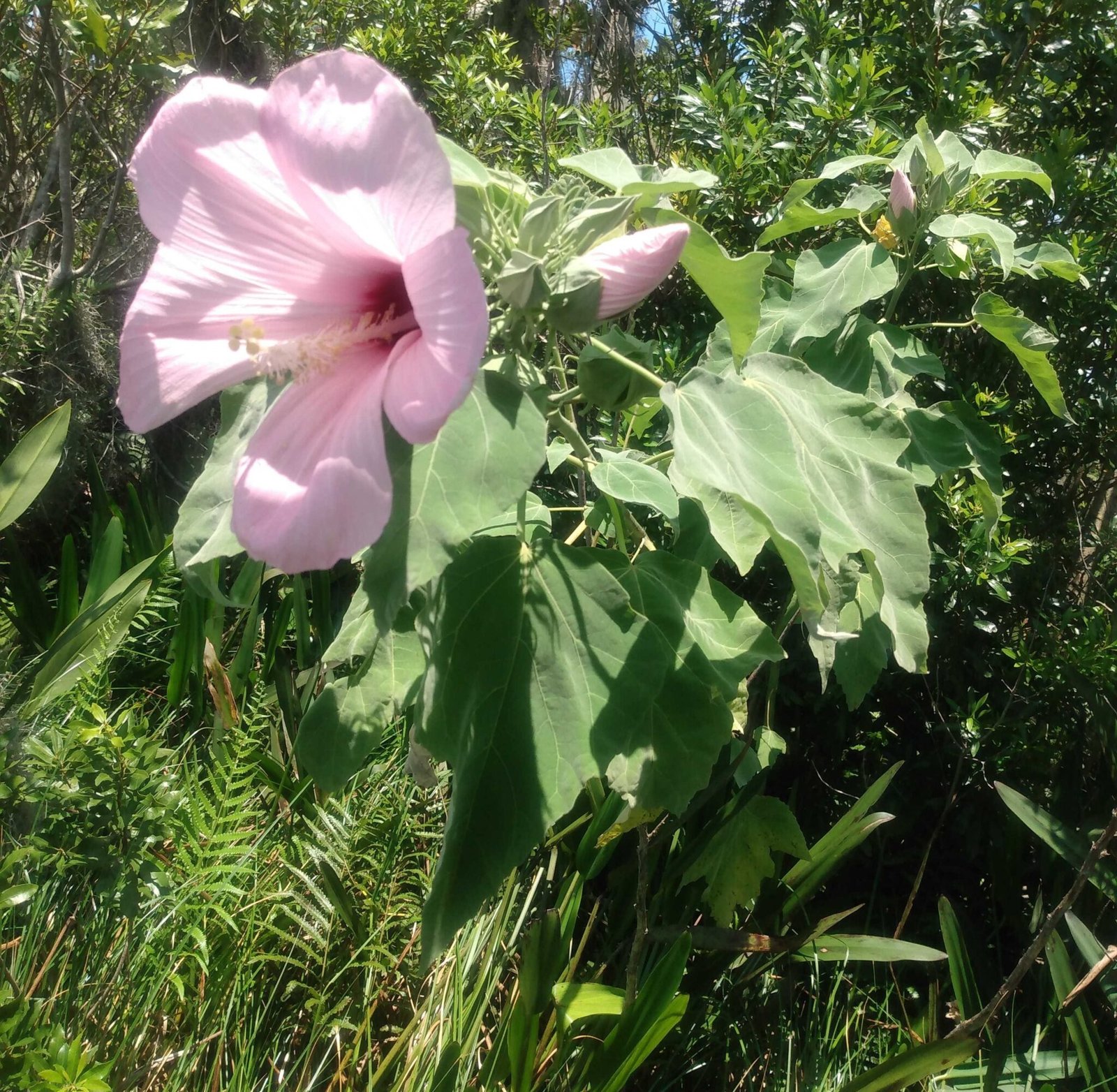 Swamp Hibiscus - Sharons Florida
