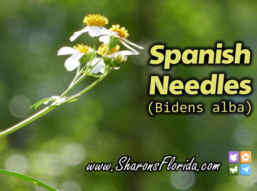 Native Plant Patch: Spanish Needles - Sharons Florida