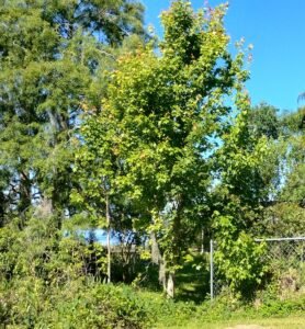Maple Trees Native to Florida - Sharons Florida