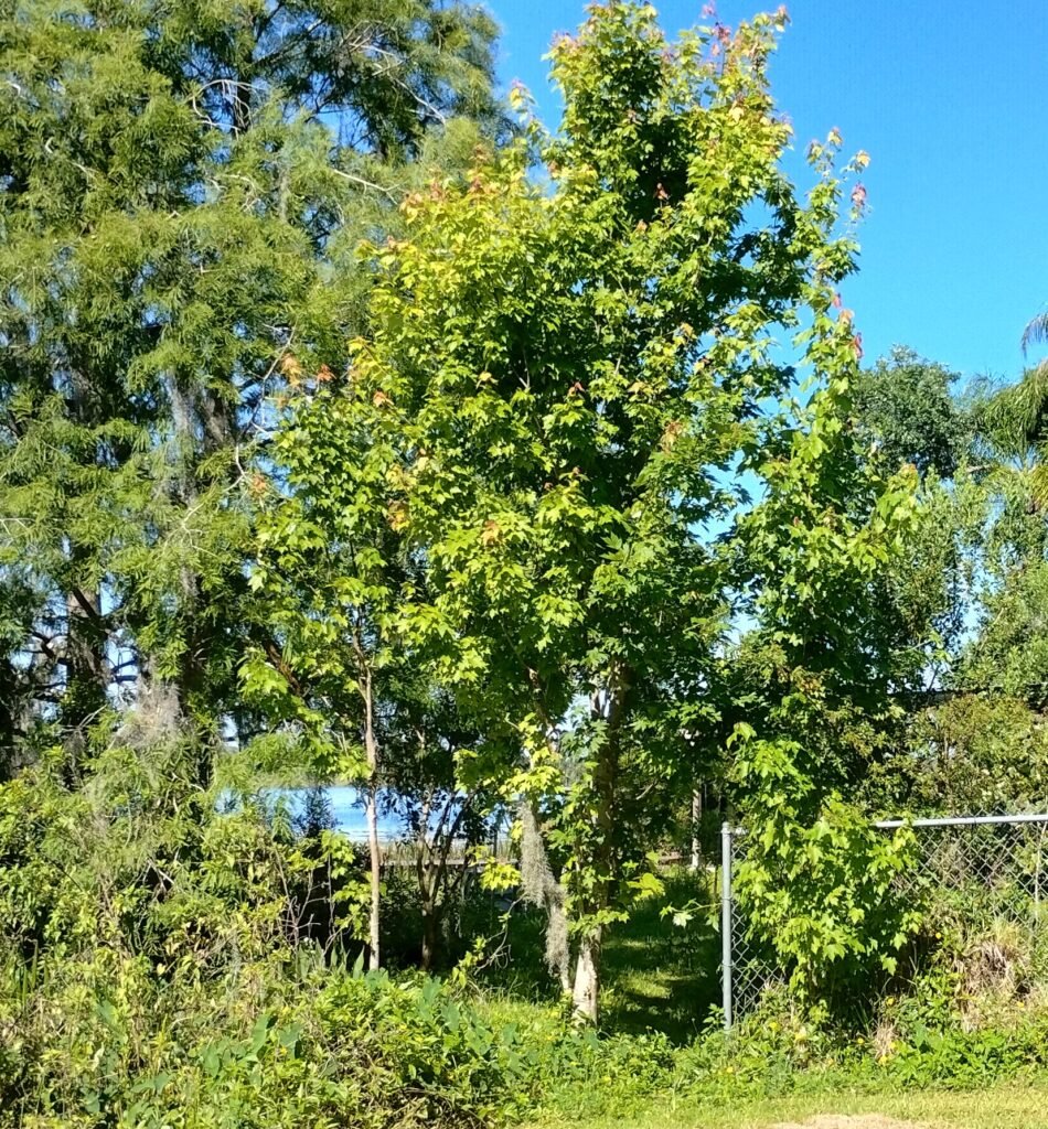 Maple Trees Native to Florida - Sharons Florida