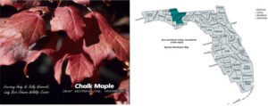 Maple Trees Native to Florida - Sharons Florida