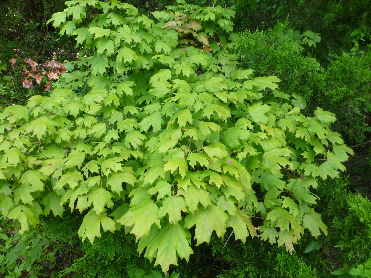 Maple Trees Native to Florida - Sharons Florida