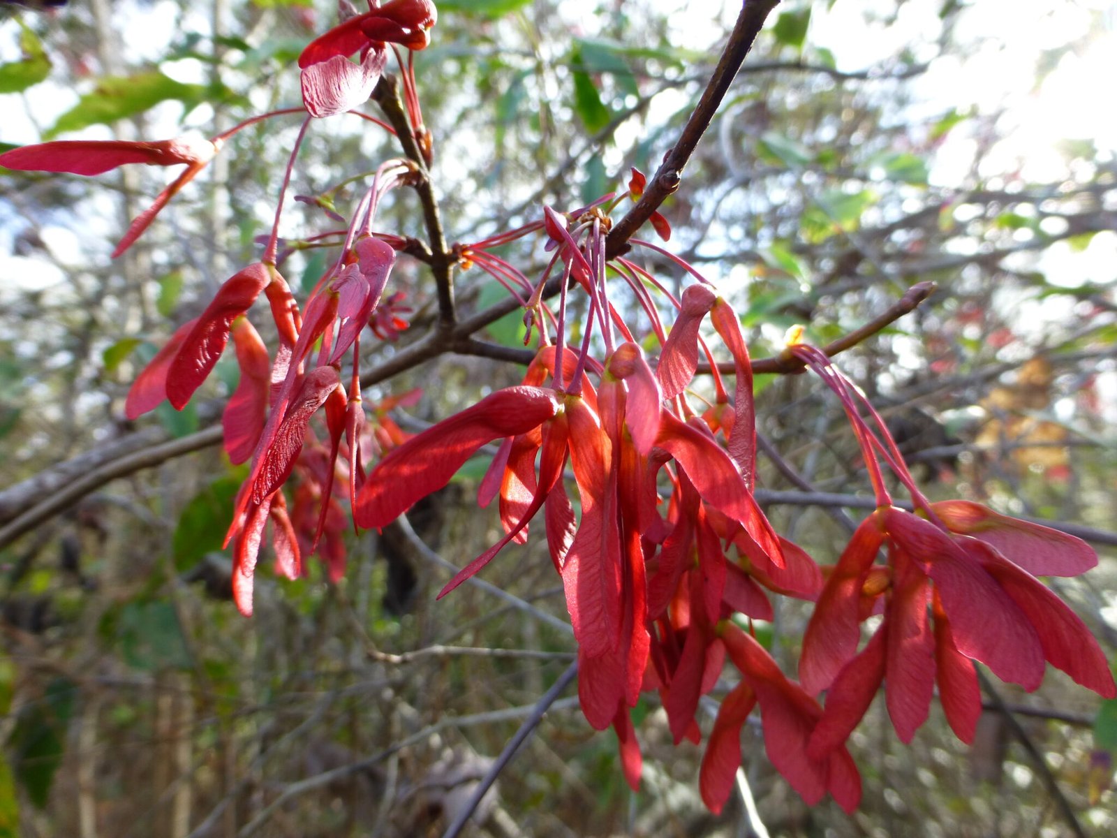 Maple Trees Native to Florida - Sharons Florida