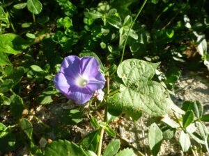Blue Native Flowers for Central Florida - Sharons Florida