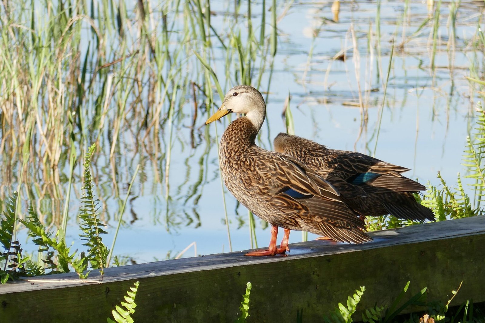 Mottled Duck - Sharons Florida