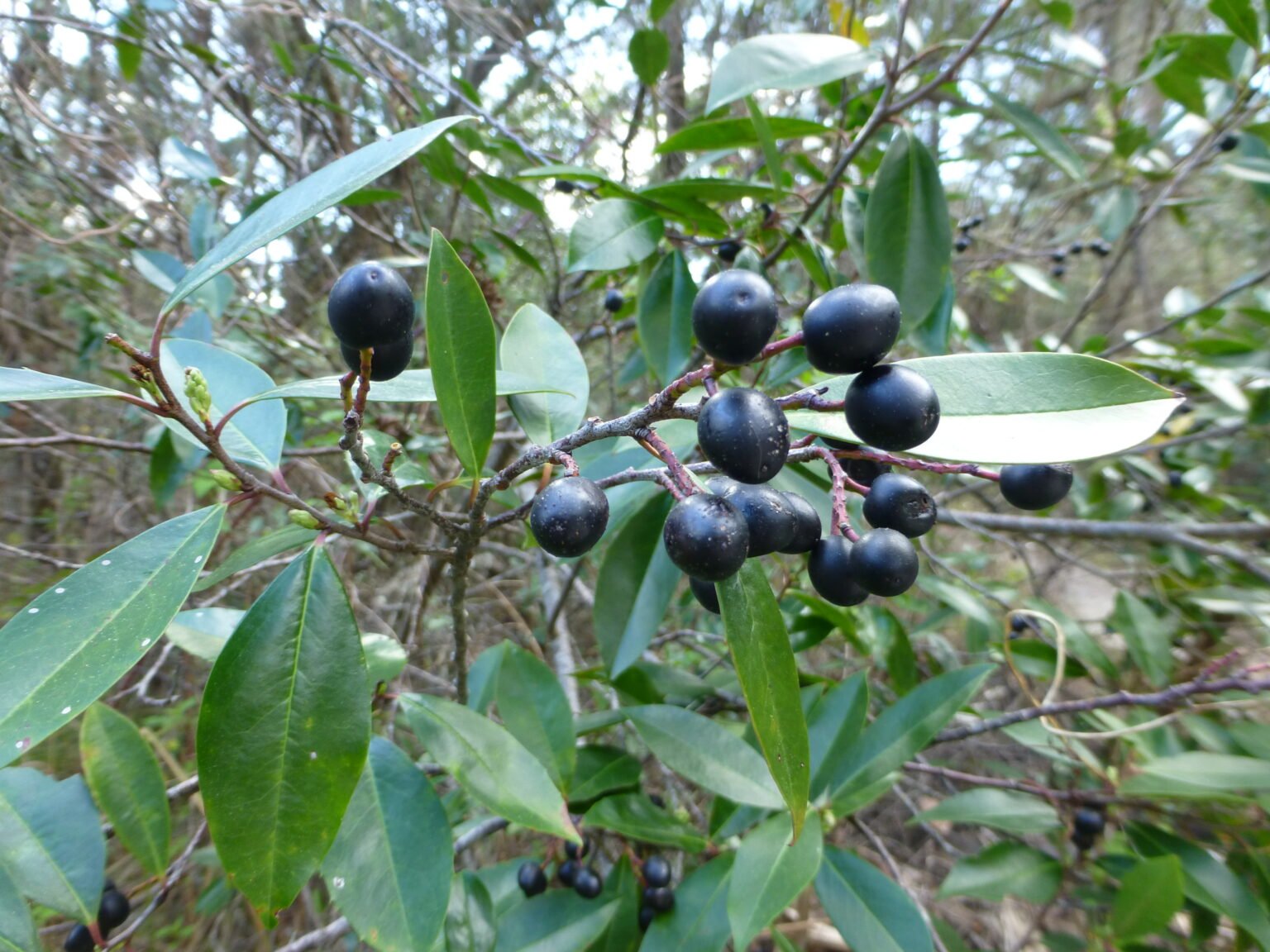 Cherry Laurel - Sharons Florida