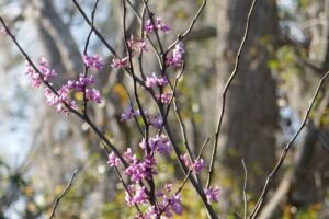 Eastern Redbud - Sharons Florida