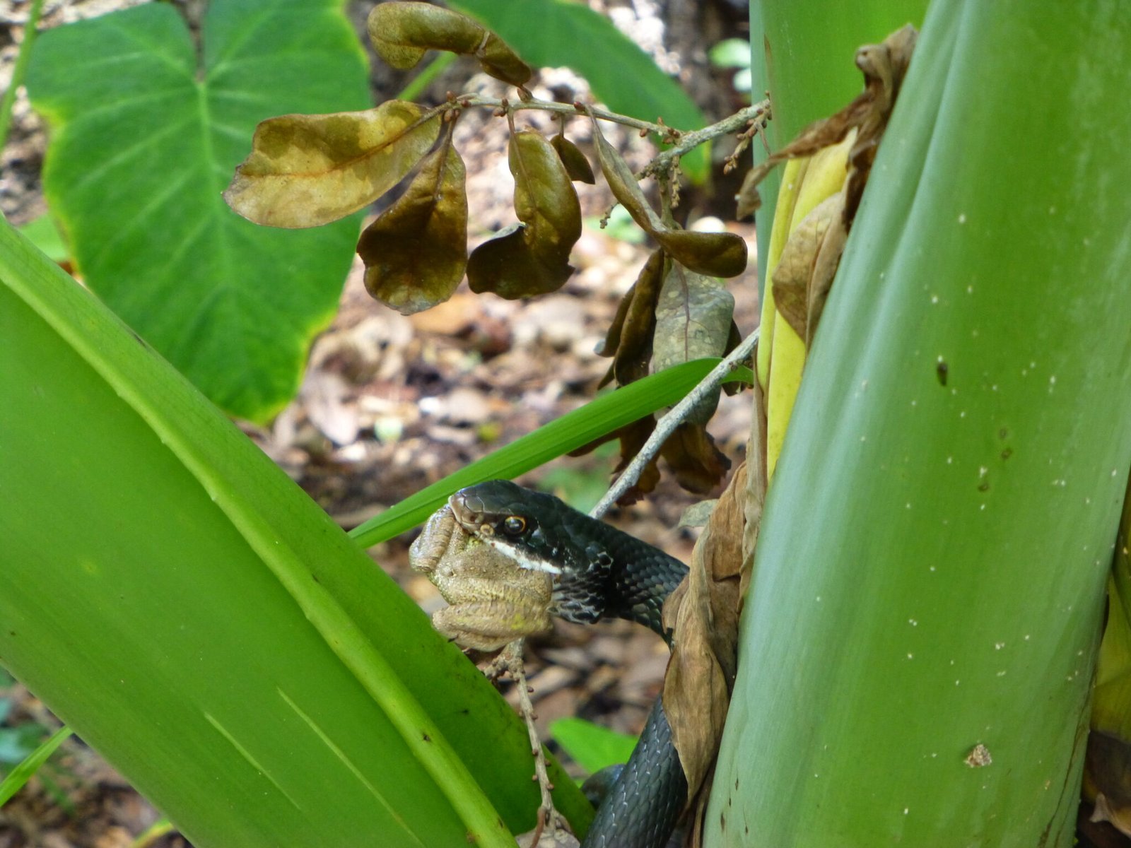 Black Racer - Sharons Florida