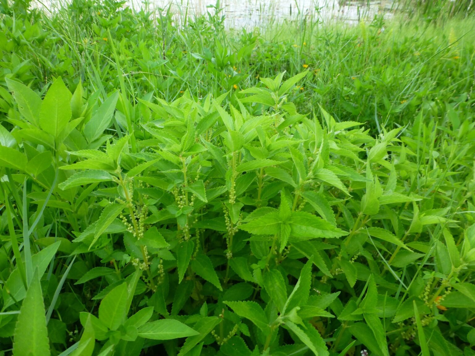 False Nettle - Sharons Florida